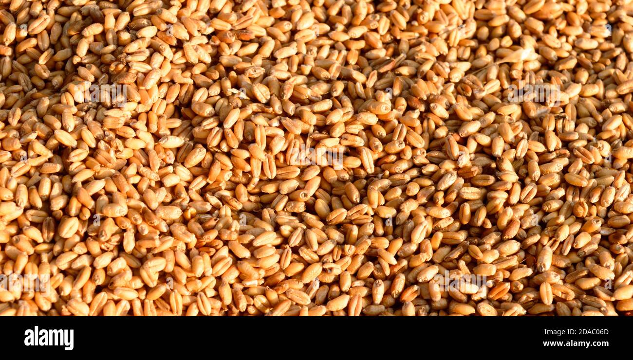 Seamless wheat grain texture pattern in morning sunlight. Natural dry ...