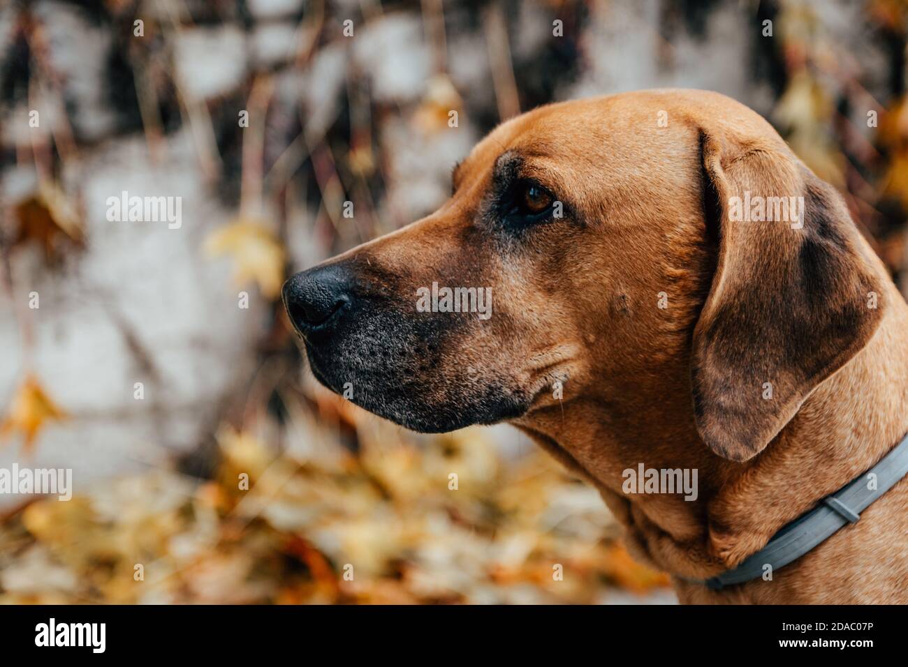 Closeup focus shot of an adorable dog Stock Photo - Alamy