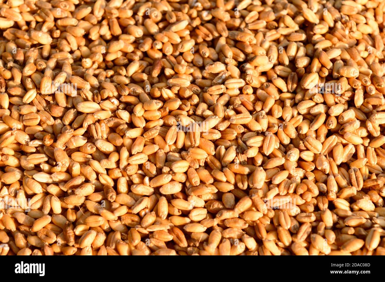 Seamless wheat grain texture pattern in morning sunlight. Natural dry ...