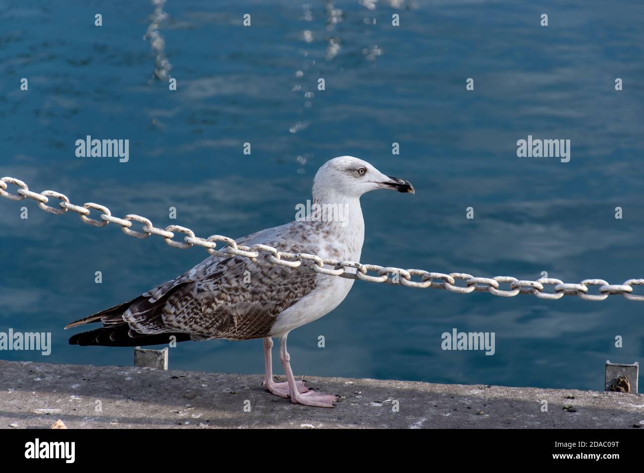 Seagull from side hi-res stock photography and images - Alamy