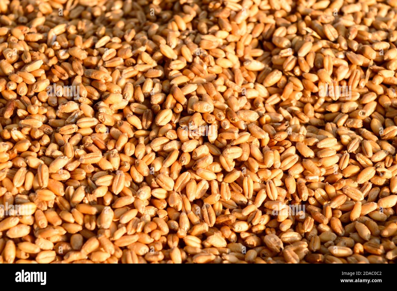 Seamless wheat grain texture pattern in morning sunlight. Natural dry ...