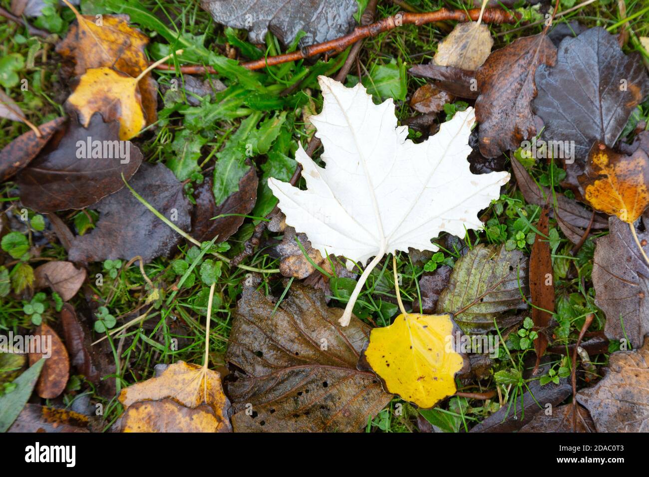 Colourful autumn leaves which have fallen onto the ground, Suffolk ...