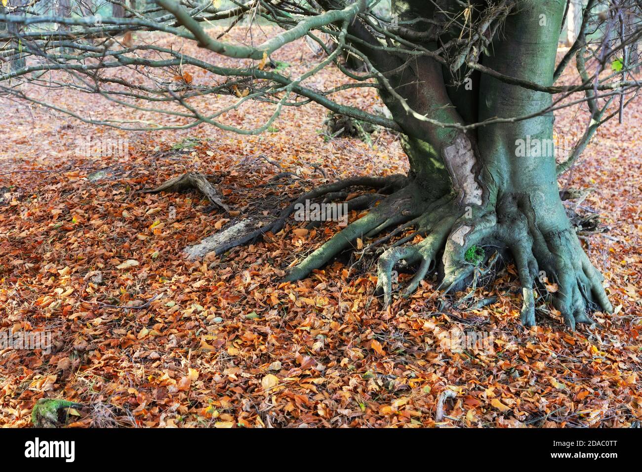 English beech hi-res stock photography and images - Alamy