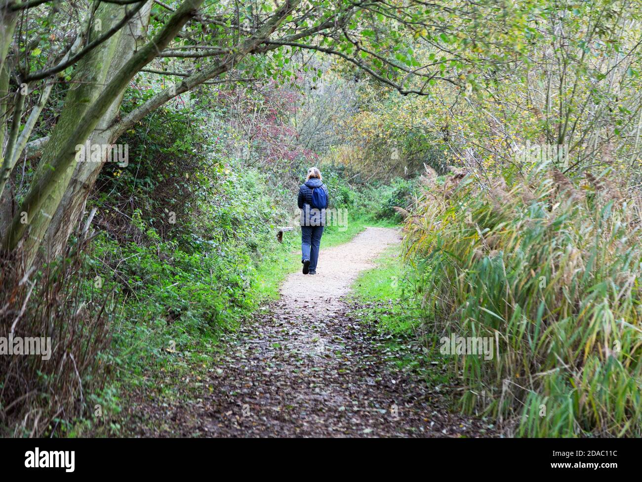 Woman walking woodland alone hi-res stock photography and images - Alamy
