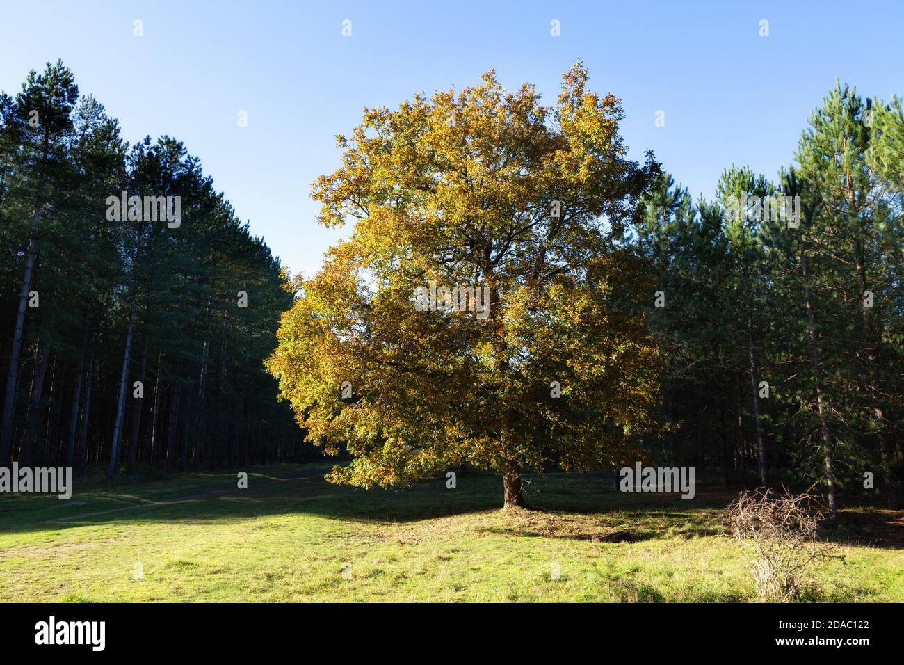English oak tree hi-res stock photography and images - Alamy