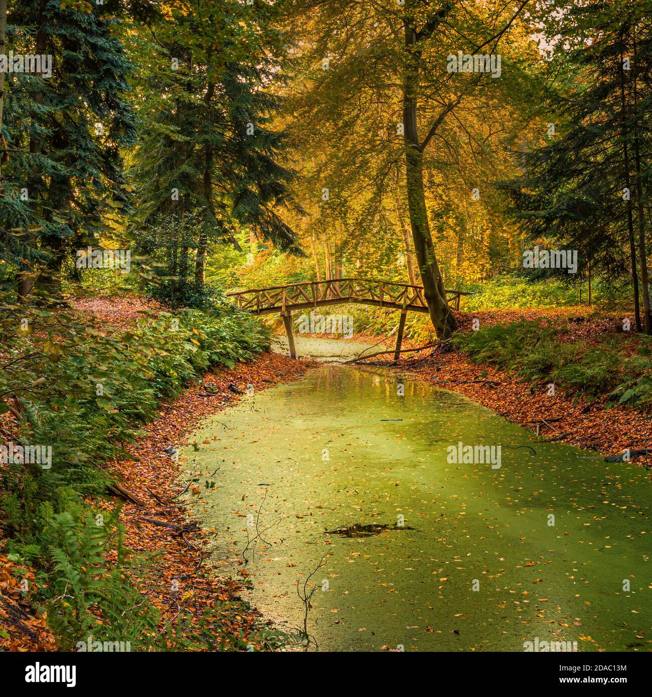 Slochterbos hi-res stock photography and images - Alamy