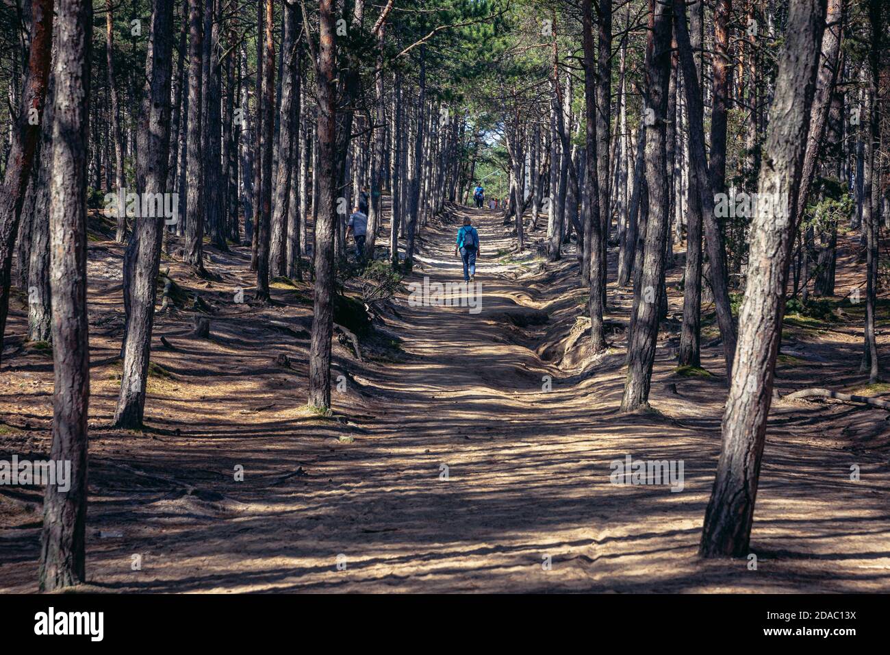 Forest path to Stilo Lighthouse on Mierzeja Sarbska landscape nature ...