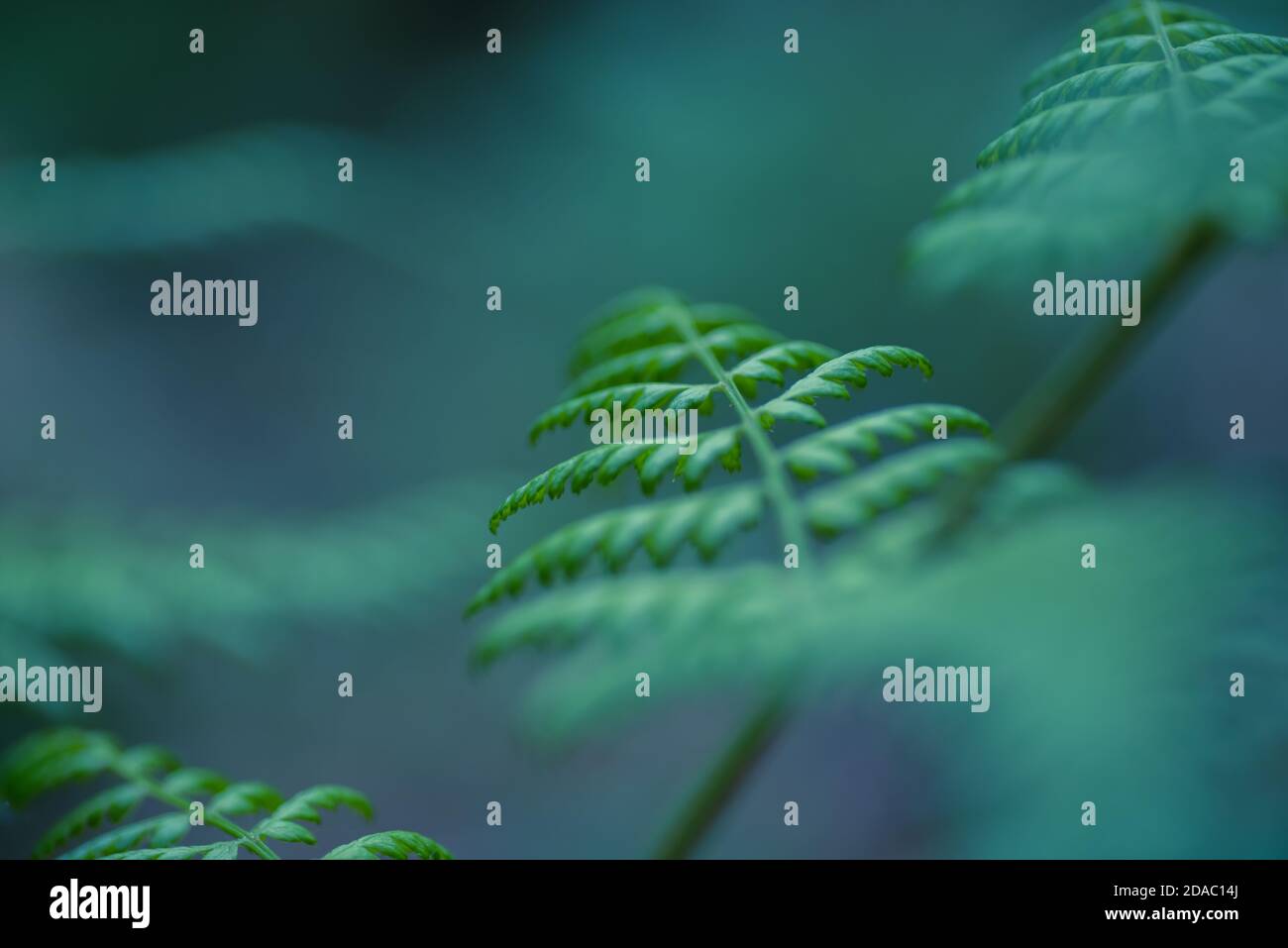 Moody leaf hi-res stock photography and images - Alamy