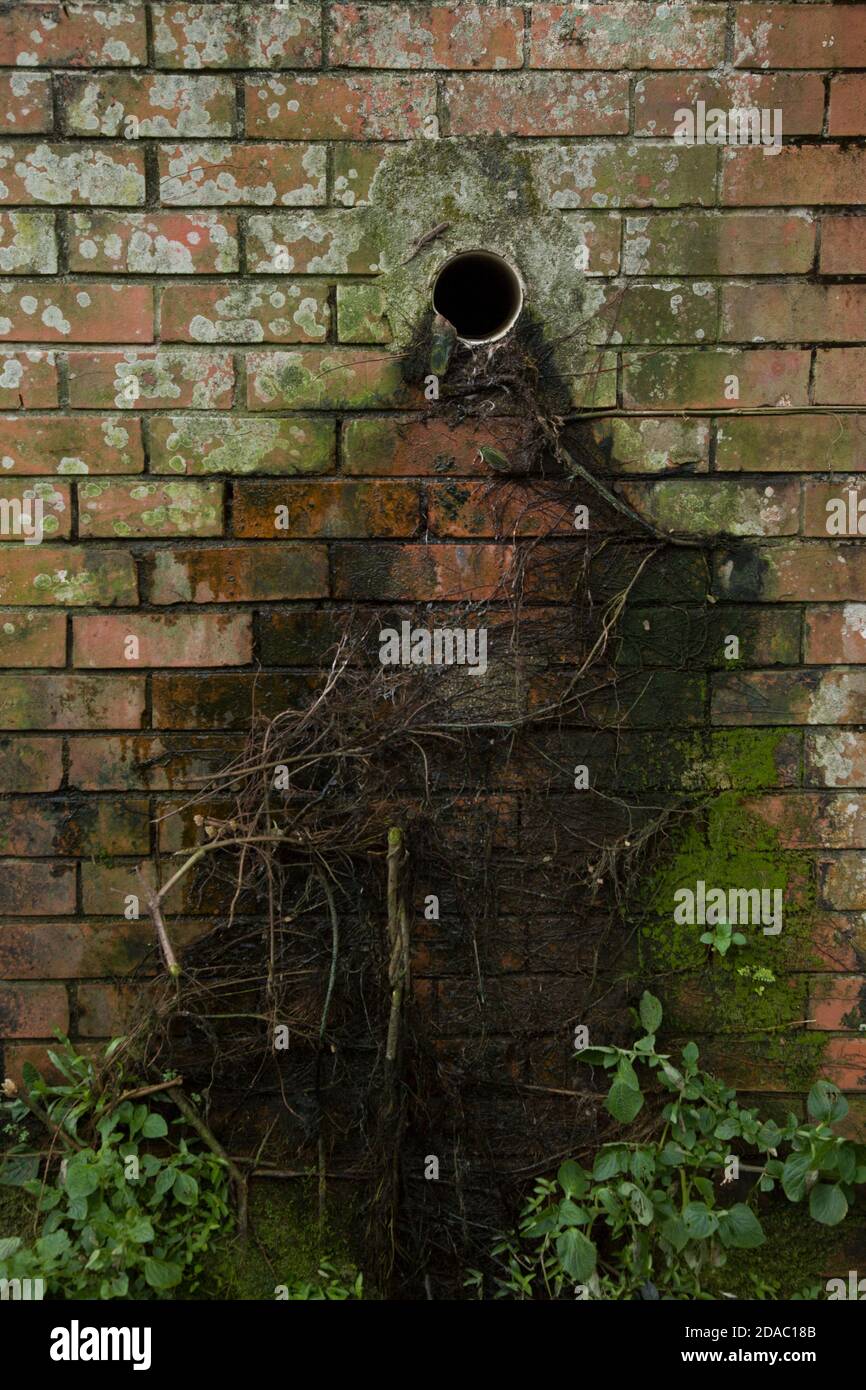 Brick wall damp hi-res stock photography and images - Alamy