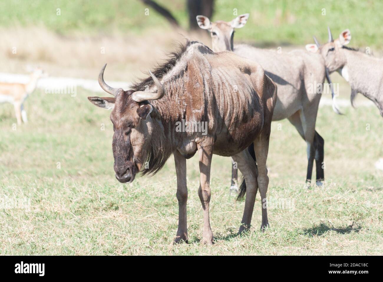 Park animal tabasco hi-res stock photography and images - Alamy
