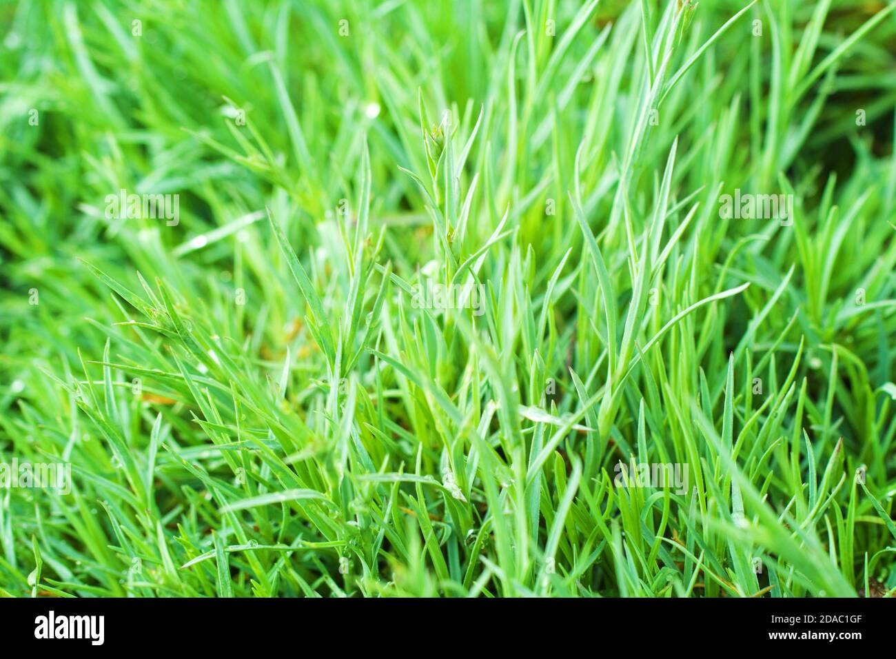 Green grass summer background or texture. Morning fresh greeny grass ...