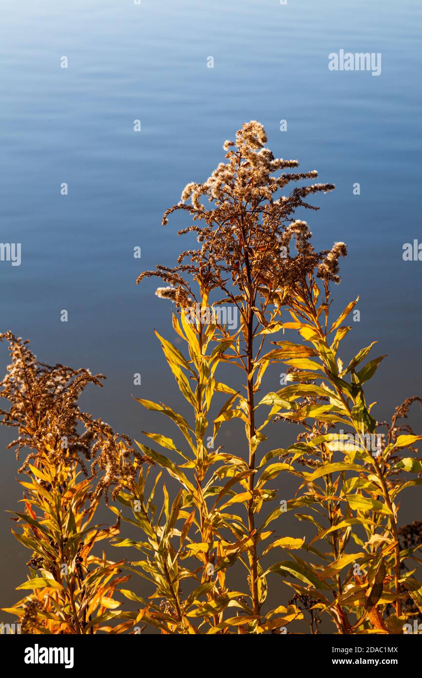 Weed in autumn colours growing along the Steveston waterfront in ...