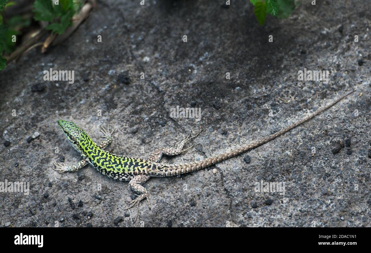 Small green lizard on grey granite background Stock Photo - Alamy