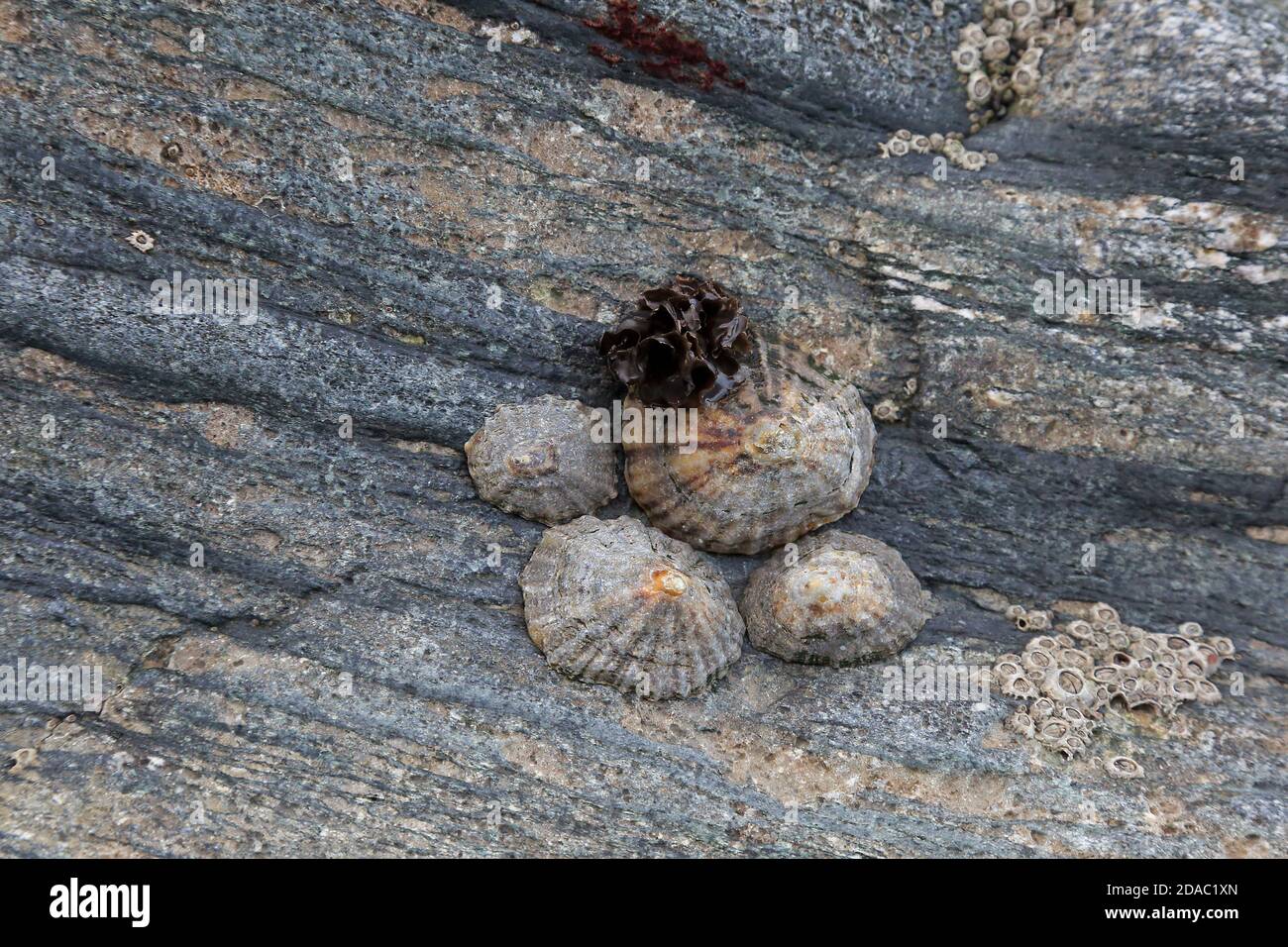 Limpets on a rock at Trebarwith strand Cornwall Stock Photo - Alamy