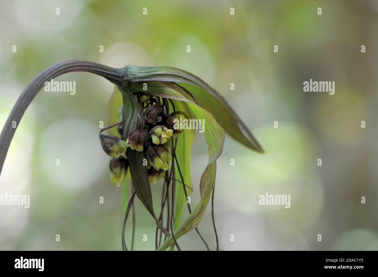 Leontopetaloides hi-res stock photography and images - Alamy
