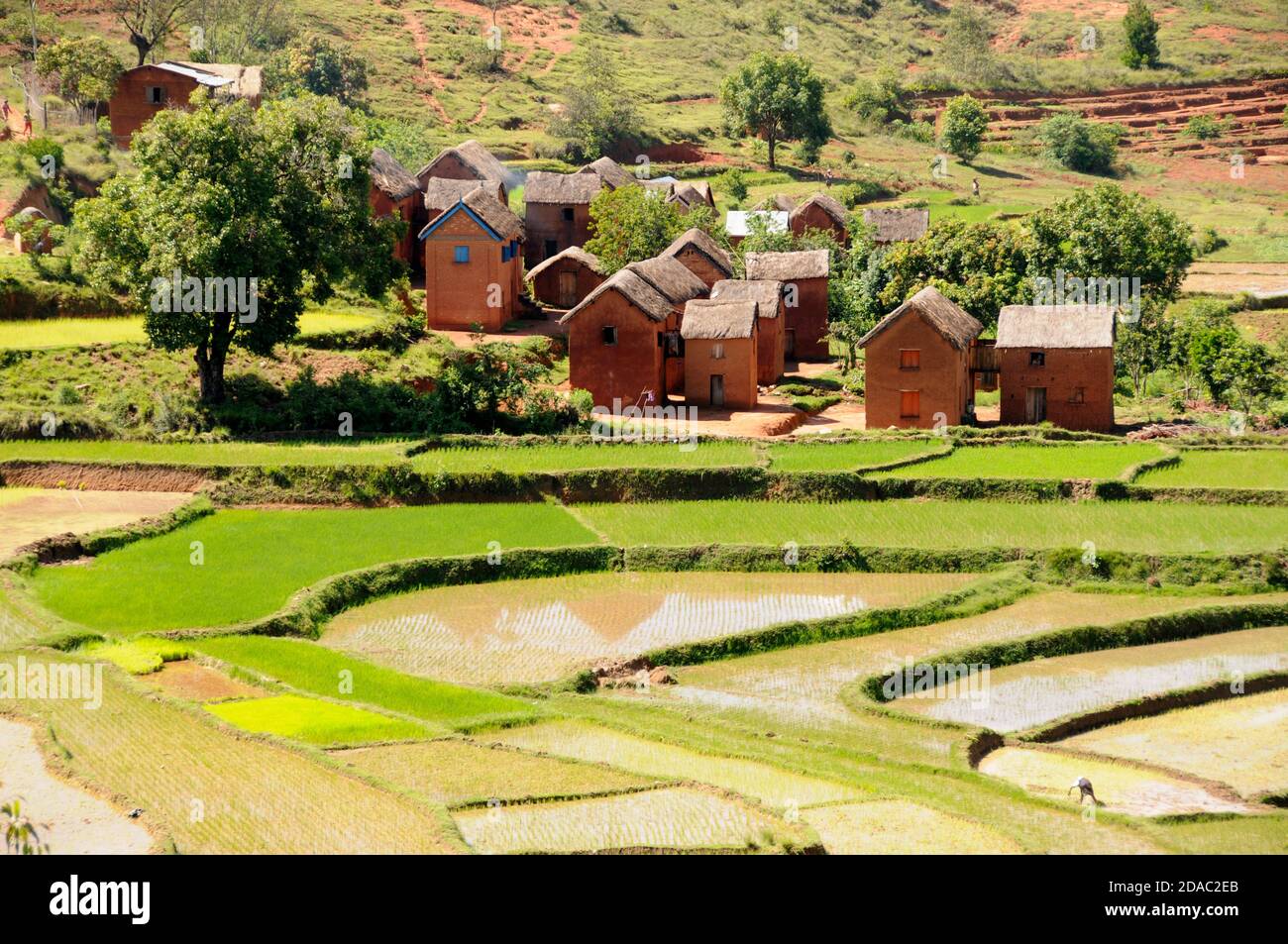 rice paddies in Madagascar Stock Photo - Alamy