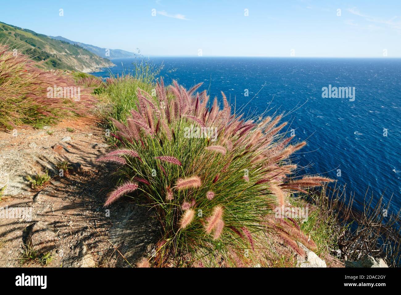 Pacific Ocean Plants