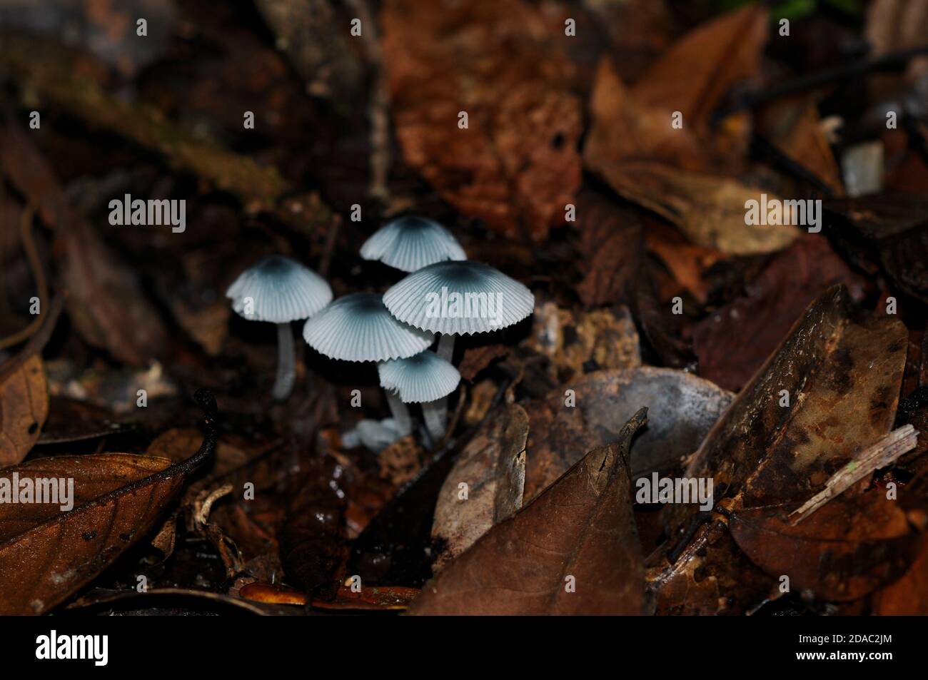 Blue mushrooms hi-res stock photography and images - Alamy
