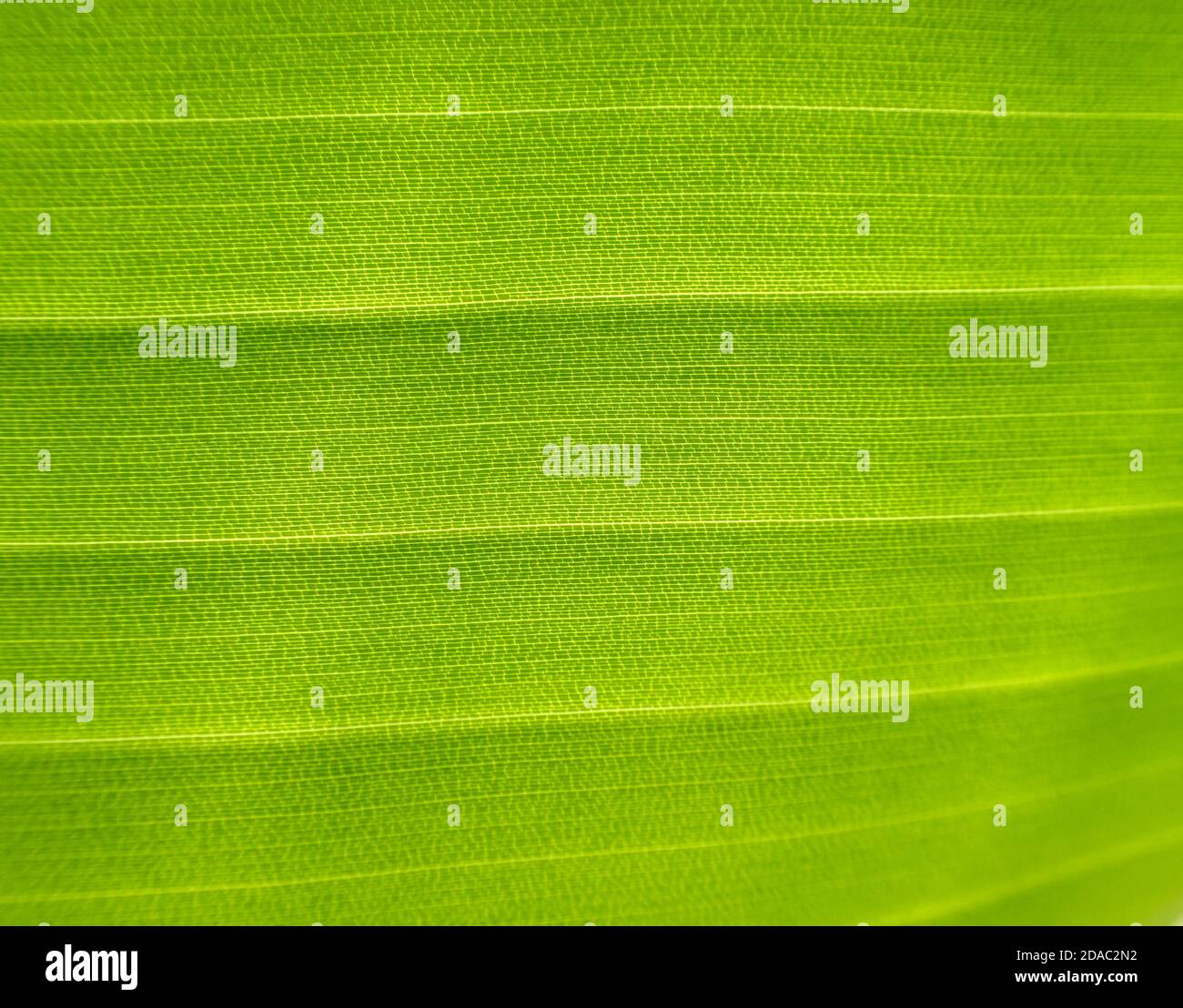 Parallel veins hi-res stock photography and images - Alamy