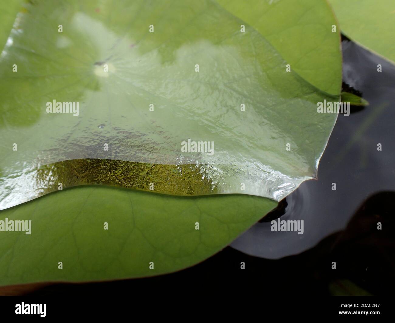 Water repelled by lotus leaf's hydrophobic structure Stock Photo - Alamy