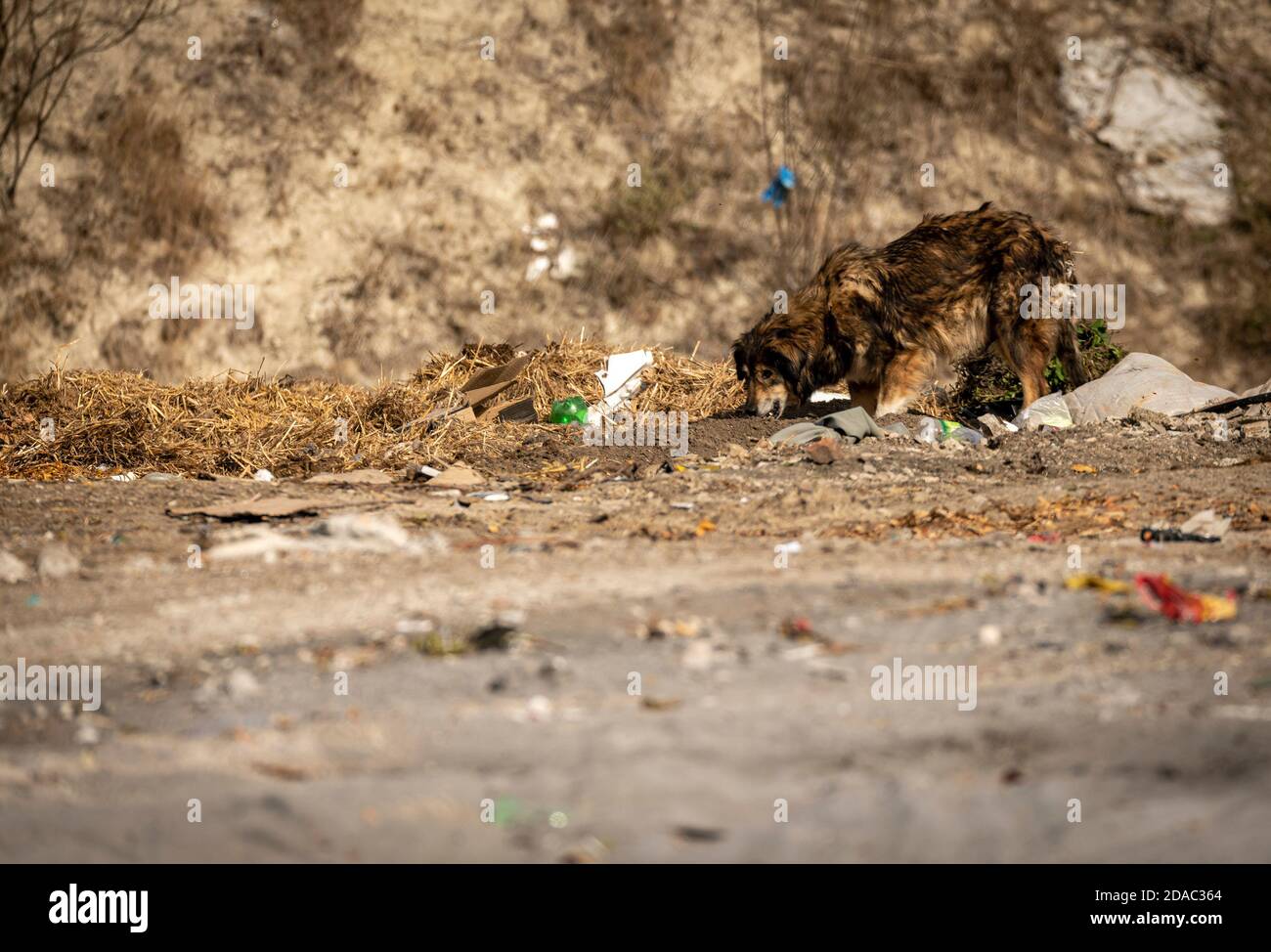Rescue faces of hope sanctuary hi-res stock photography and images - Alamy