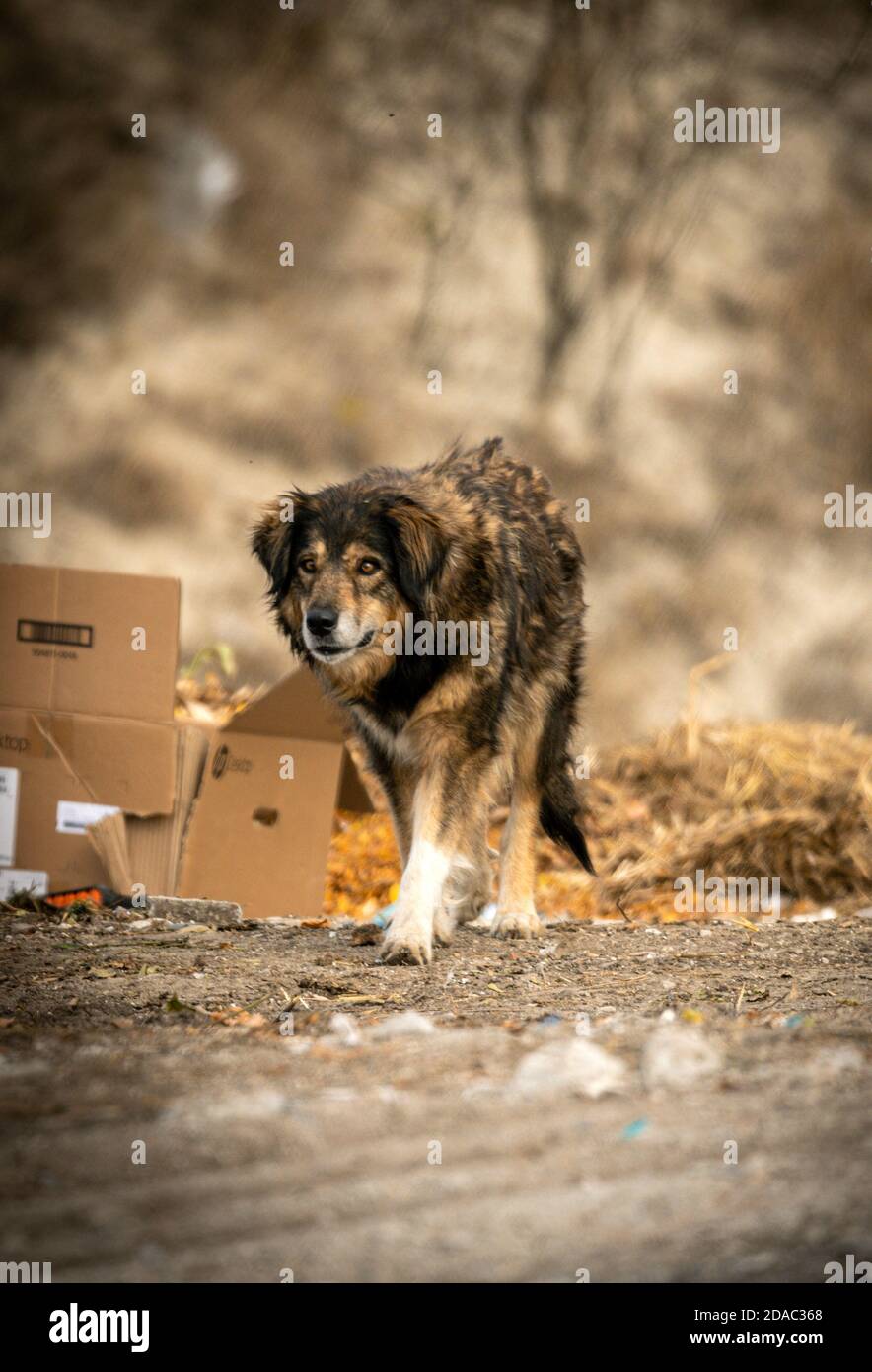 Bulgaria Elhovo November 2020: Veteran serviceman Cpl Tom Seaton-Norton ...