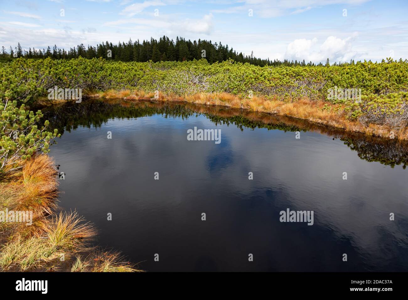Swamp water hi-res stock photography and images - Alamy