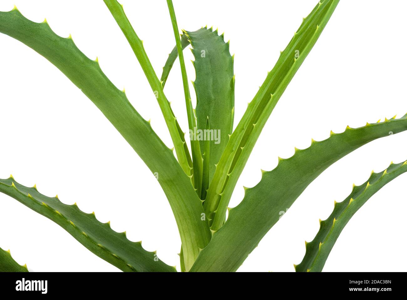 Close up of aloe vera cactus isolated on white background Stock Photo ...