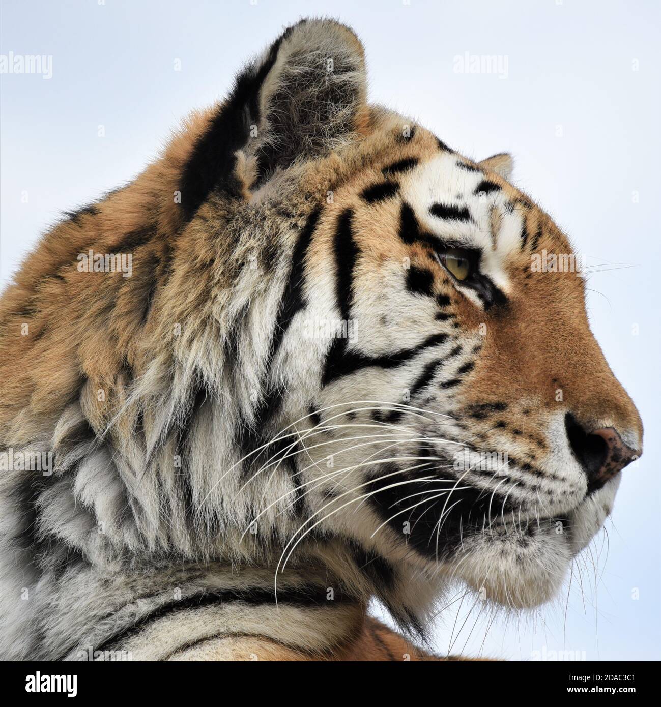 "Tiger", "head and shoulders", "Indian", "Asian", "wildlife", "big cat ...