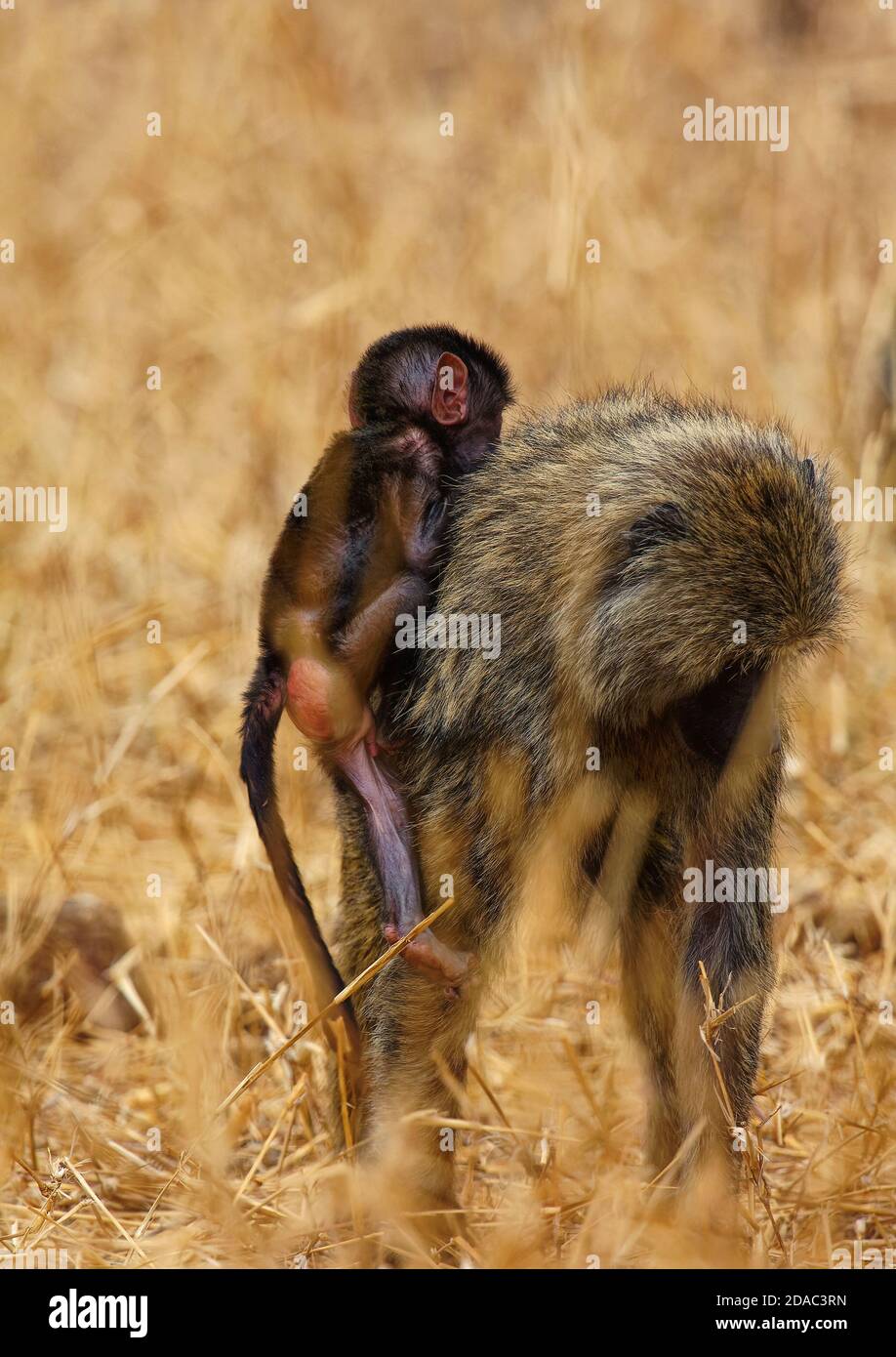 2 Olive baboons, baby climbing onto mother, cute, Papiocynocephalus ...