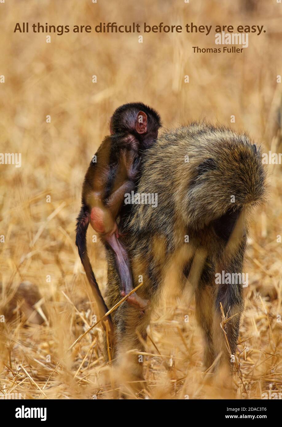 2 Olive baboons; words, text, baby climbing onto mother; cute ...
