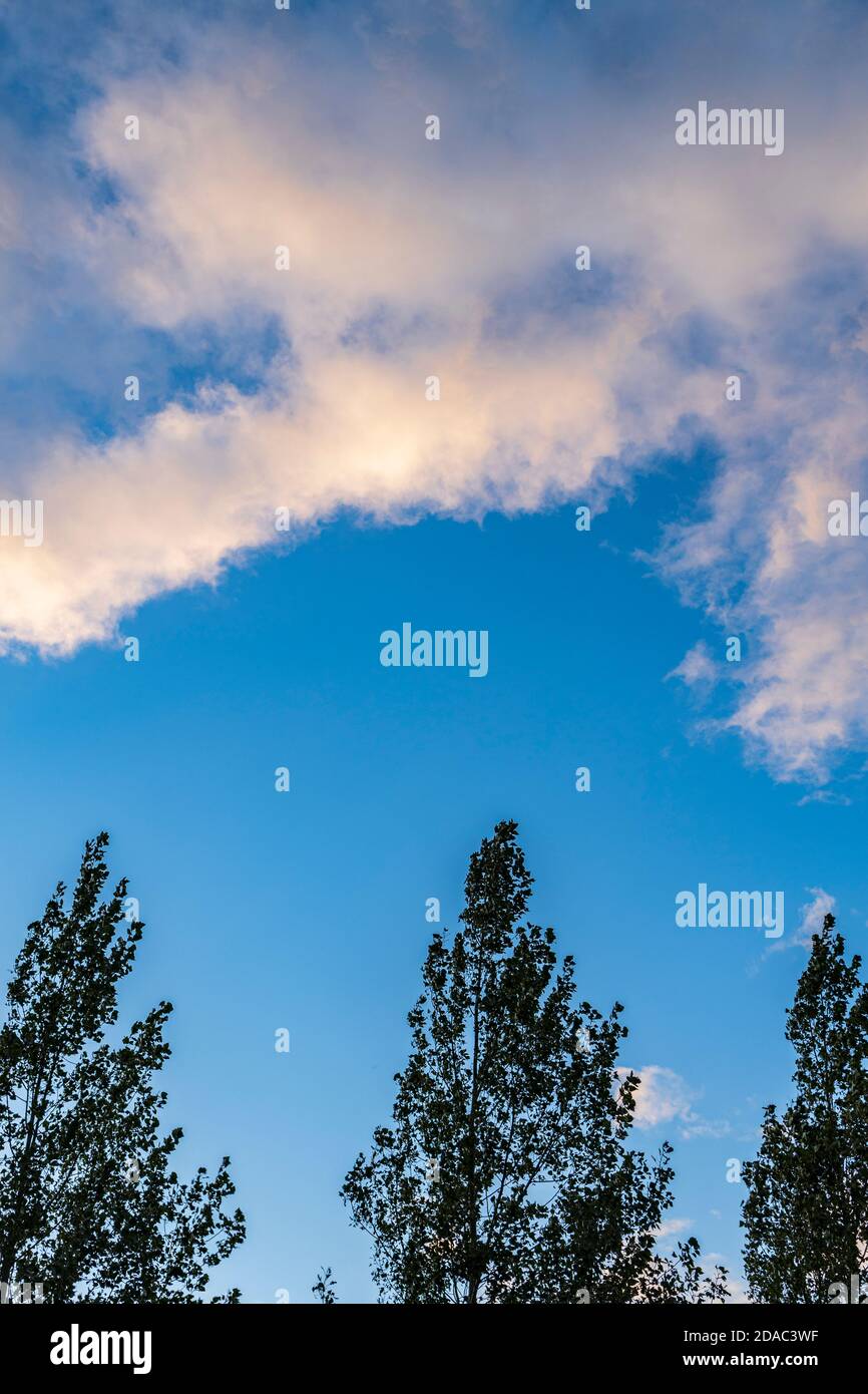 Aspen trees, populus tremuloides in warm evening summer light, and ...