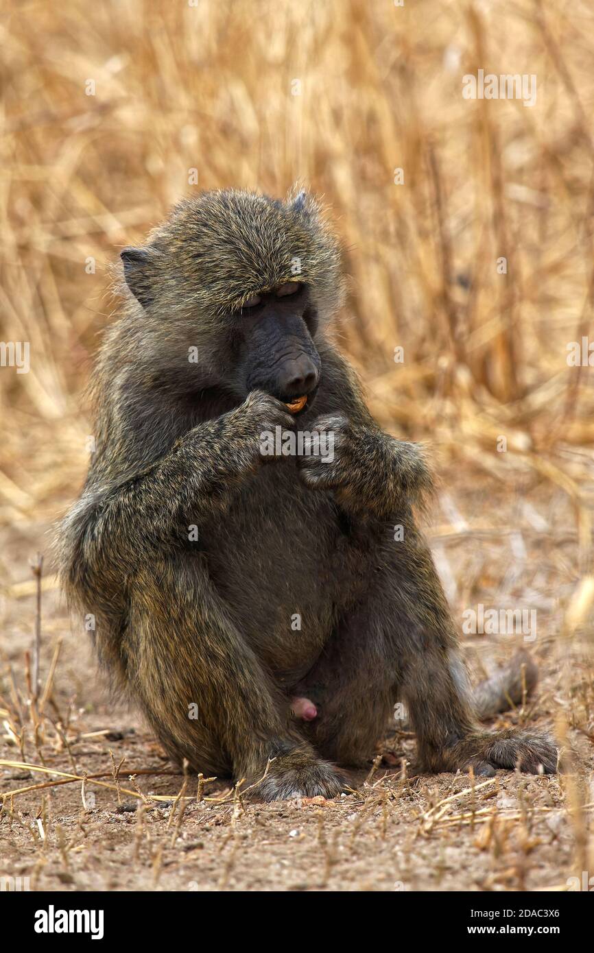 Olive baboon sitting, male, eating, close-up, portrait ...