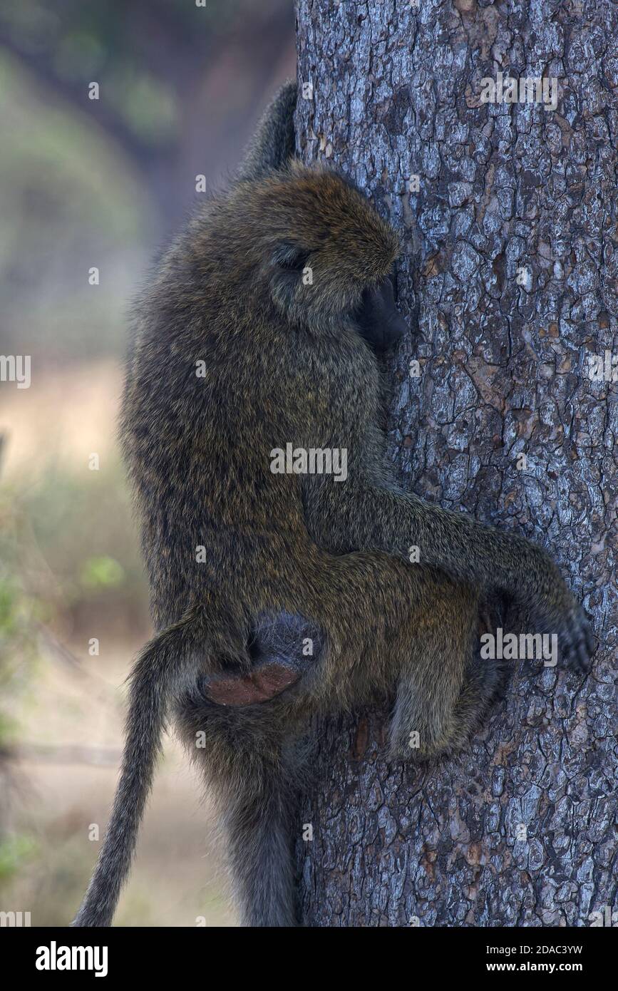 Olive baboon climbing tree, close-up, Papiocynocephalus anubis, Old ...