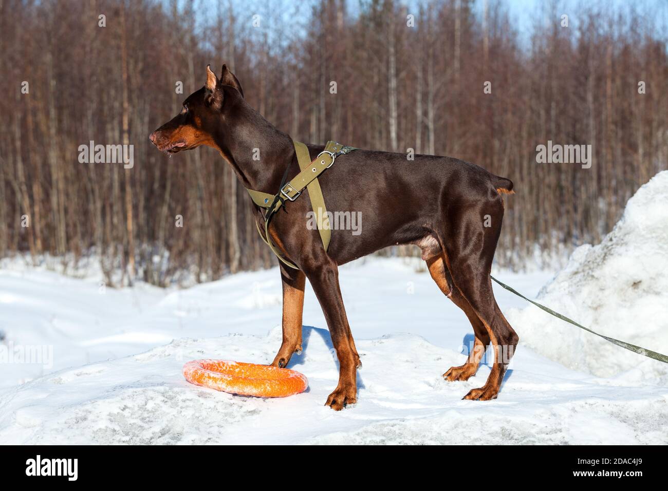 Brown doberman dog standing on snow with a ring toy, side view Stock ...
