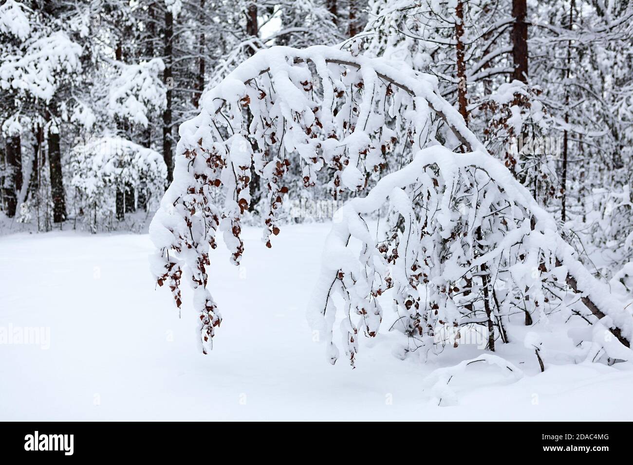 Snow and trees hanging cold hi-res stock photography and images - Alamy