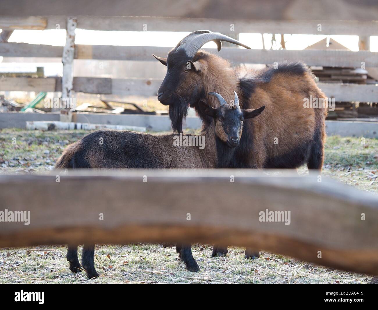 Big goat and young goat Stock Photo - Alamy