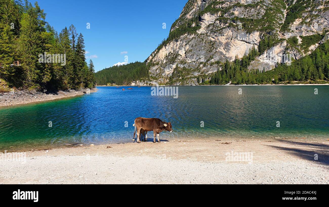 Beautiful shot cow beach hi-res stock photography and images - Alamy