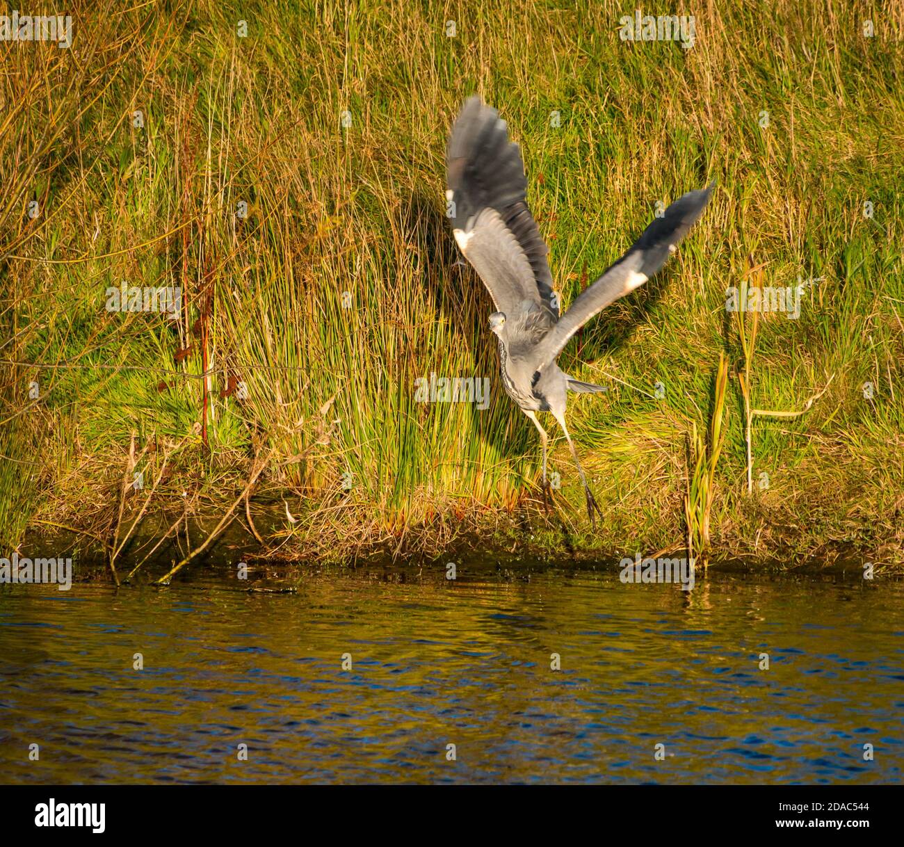 Grey heron (Ardea cinerea) with wings outstretched on reservoir bank ...