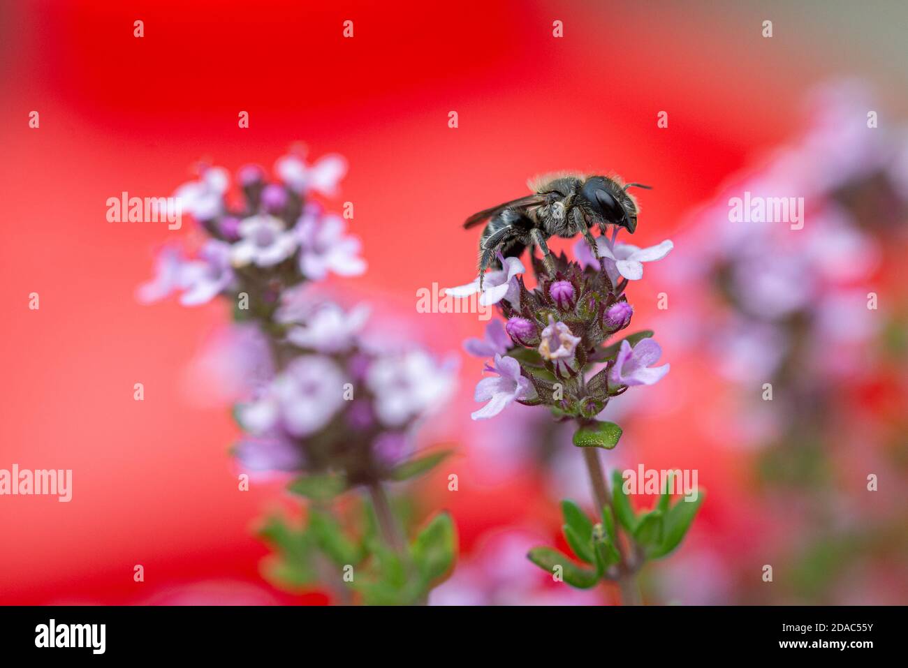 Black bee on purple flower with red background Stock Photo - Alamy
