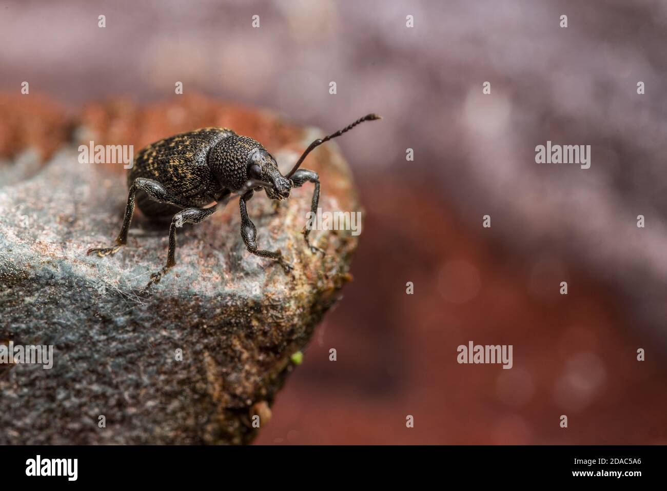 Conifer nurseries hi-res stock photography and images - Alamy