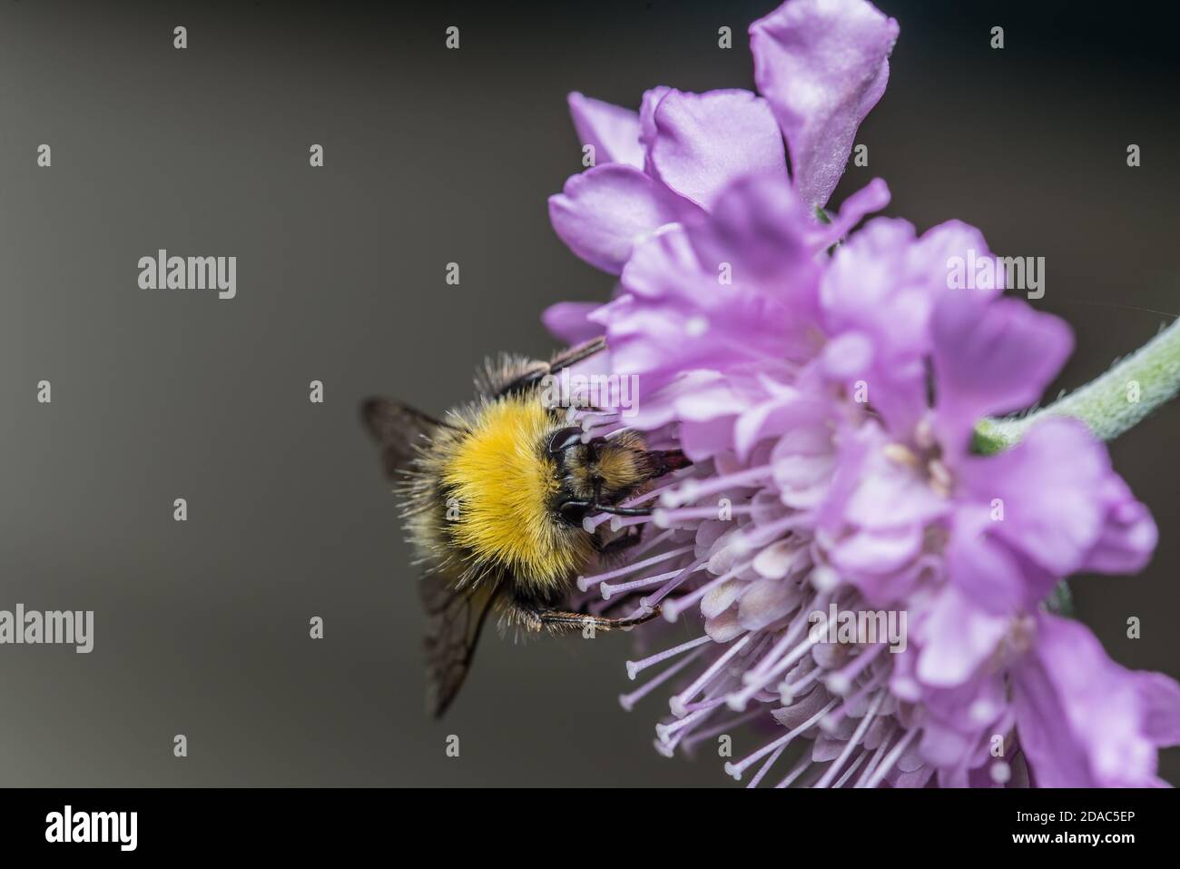 Bumblebee on flower Stock Photo - Alamy
