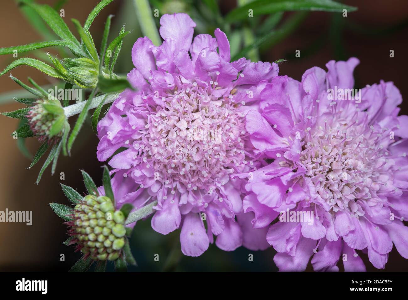 Blue scabious butterfly hi-res stock photography and images - Alamy