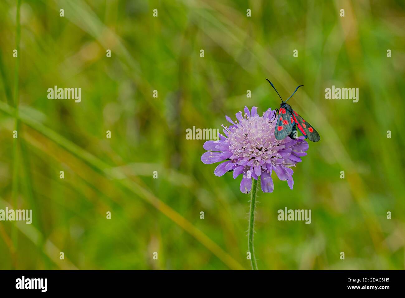 Red scabious plant hi-res stock photography and images - Alamy