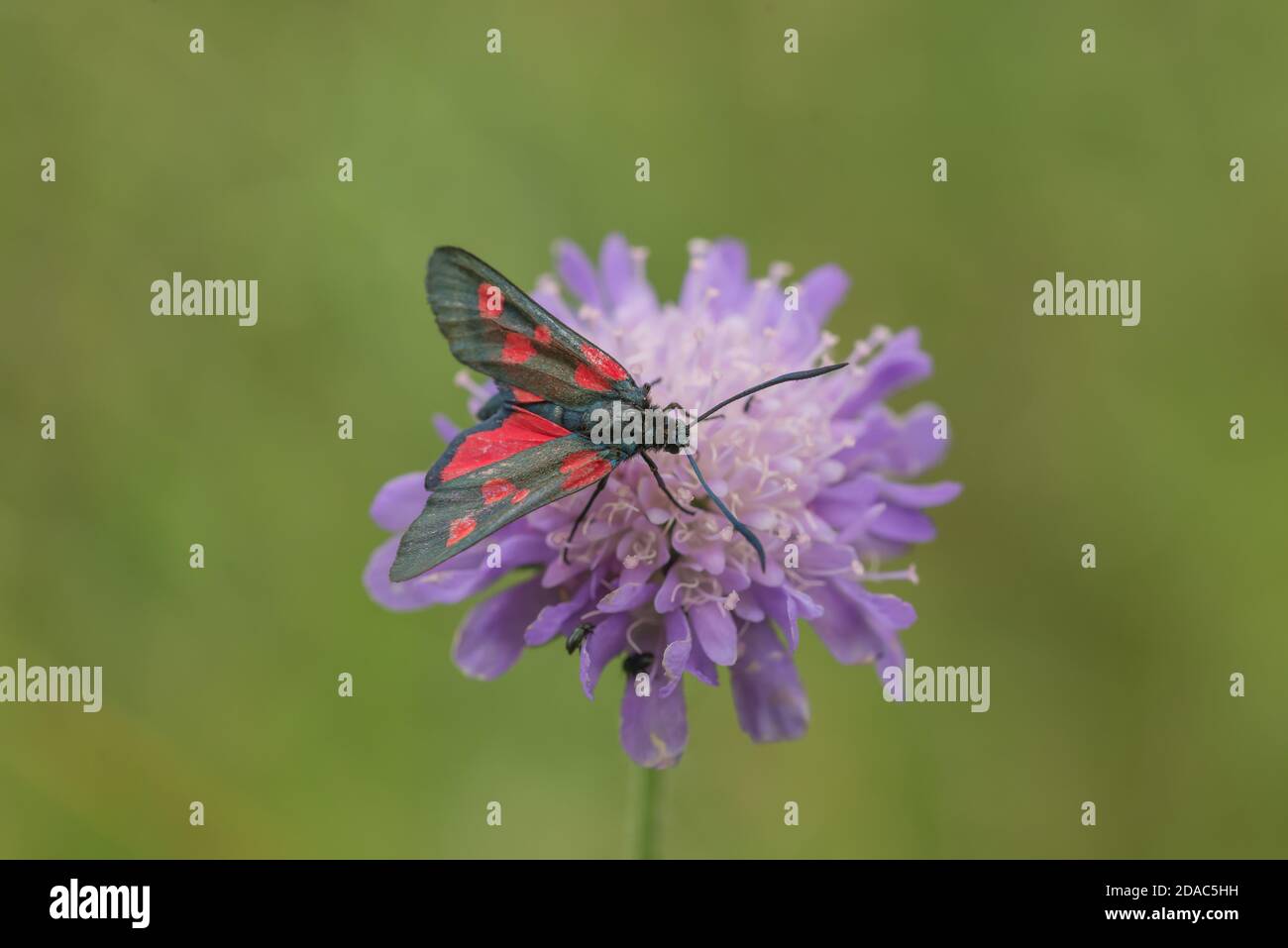 Black moth with red spots hi-res stock photography and images - Alamy