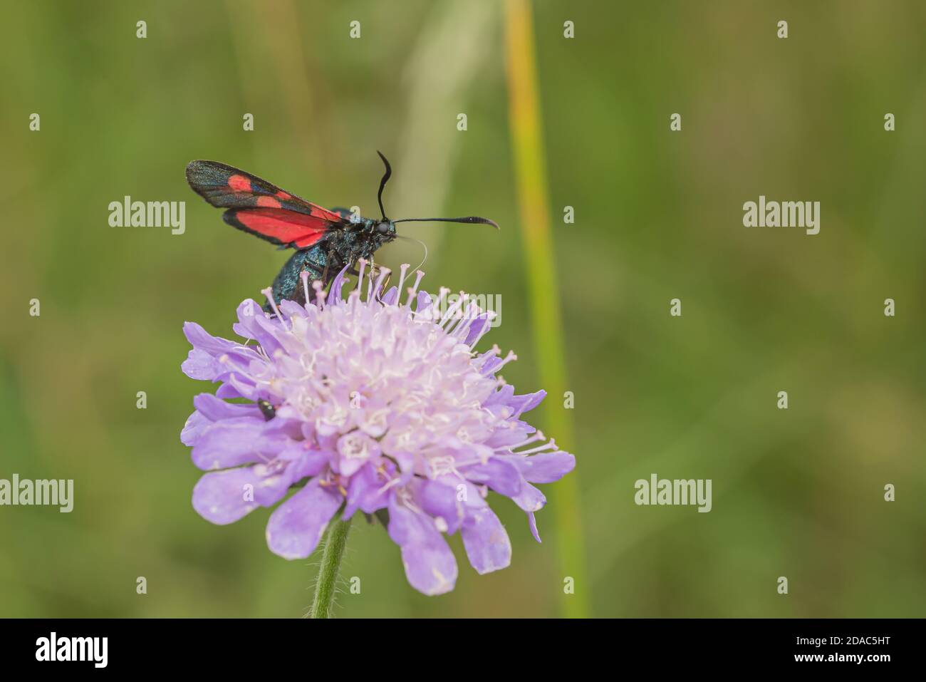 Red spots on wings hi-res stock photography and images - Alamy