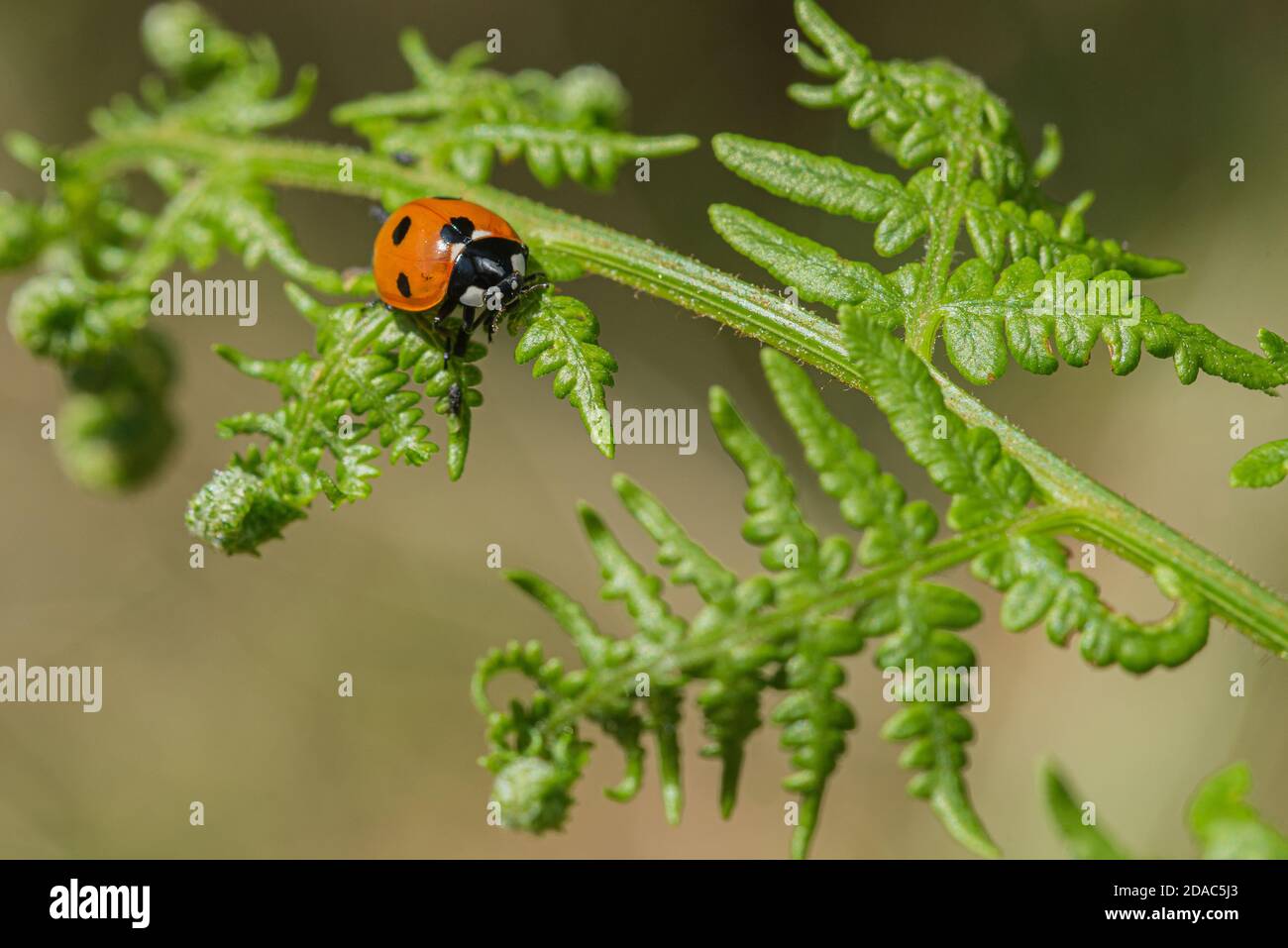 Spot the ladybird hi-res stock photography and images - Alamy