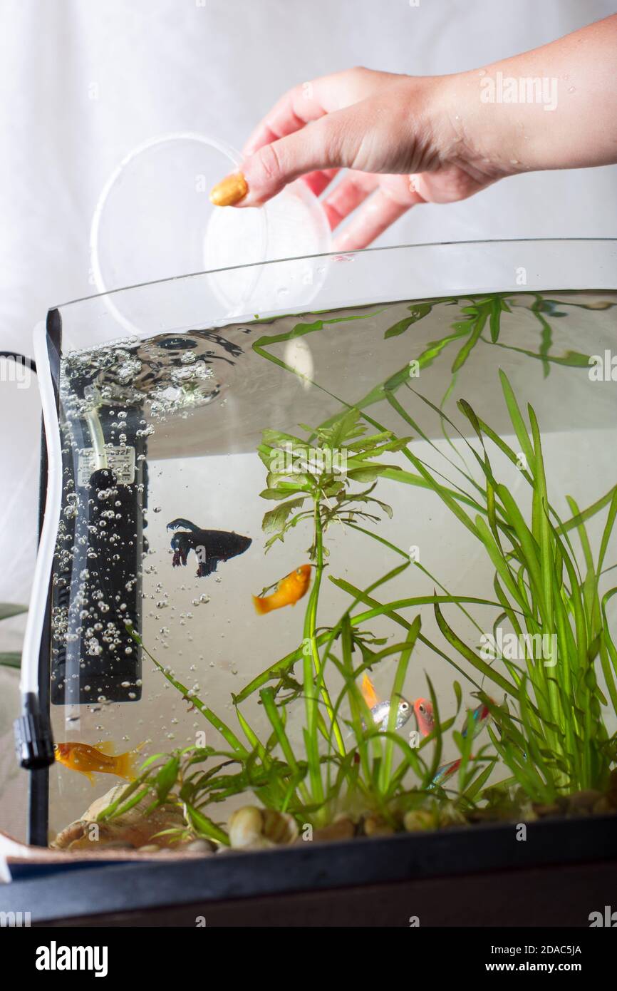 Fish process plant design hi-res stock photography and images - Alamy