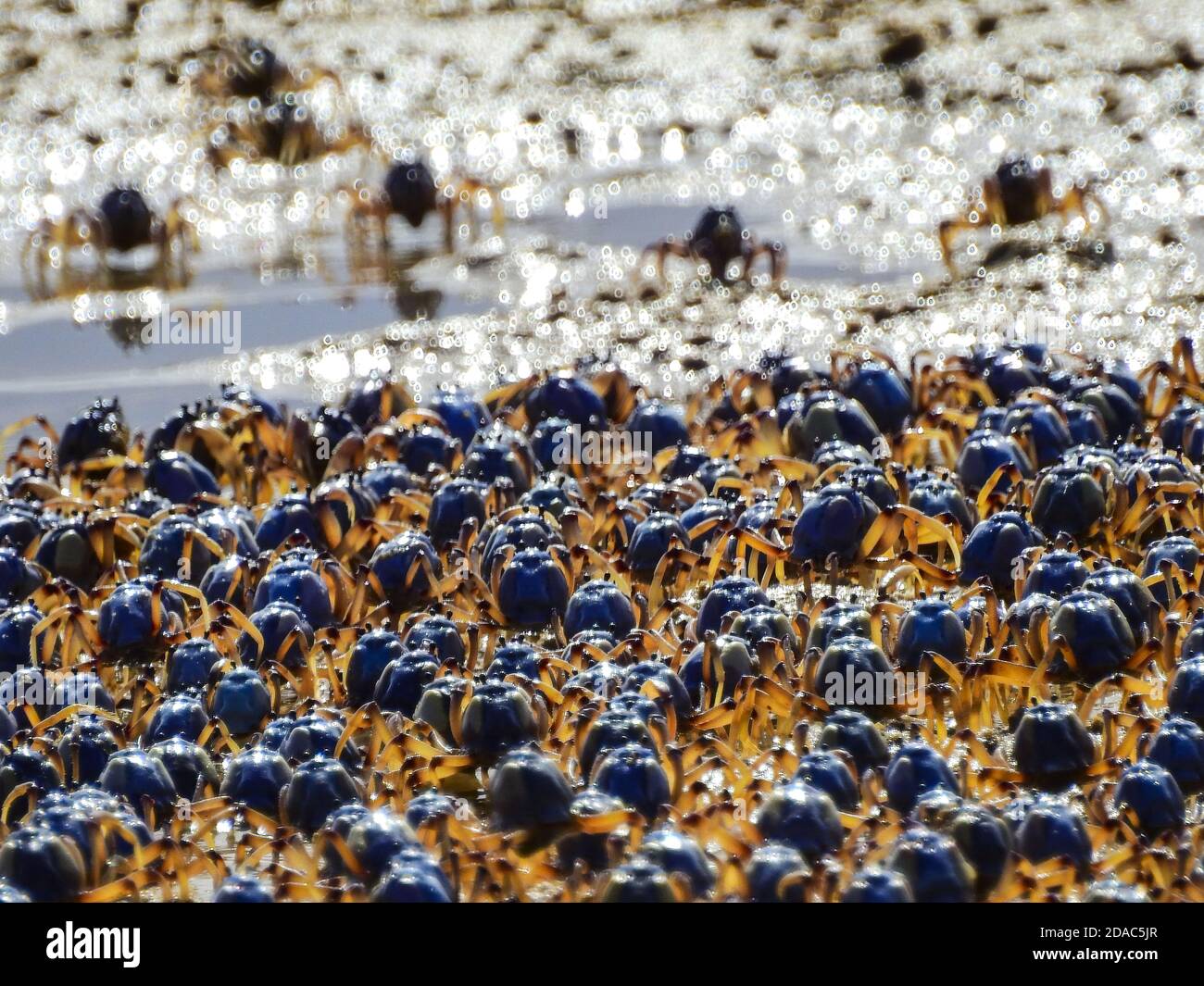 Closeup of a flock of blue crabs on the seashore Stock Photo - Alamy