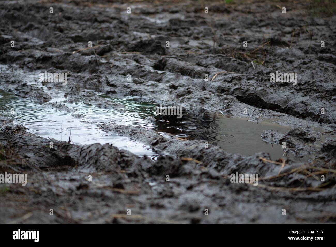 Closeup of a puddle on a muddy ground on a rainy day Stock Photo - Alamy